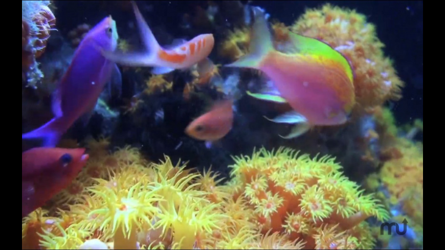 Download Fish Tank HD for Mac | MacUpdate